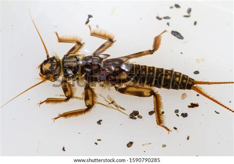 Plecoptera Larva лицензируемые стоковые фотографии без лицензионных платежей роялти в
