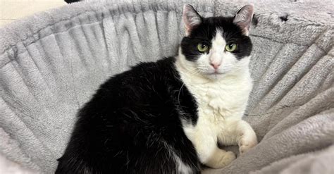 Beestje Zoekt Baasje Evie Is Een Lief Katje Dat Enorm Kan Genieten Van De Zon En Leuk