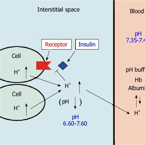 Ph Of Interstitial Fluid And Blood And Binding Affinity Of Insulin To