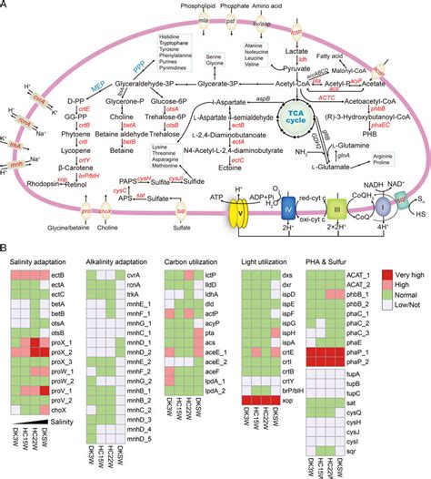 Metabolic Pathways And Relative Metatranscriptomic Activity Of S