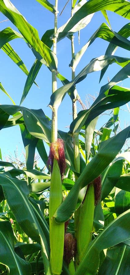 Corn Trees That Have Started To Bear Fruit Are Planted For 3 Months