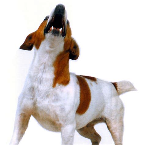 S Animados  Perro Ladrando