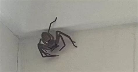 Brit Finds Giant Huntsman Spider In Her Home And Begs People To Remove