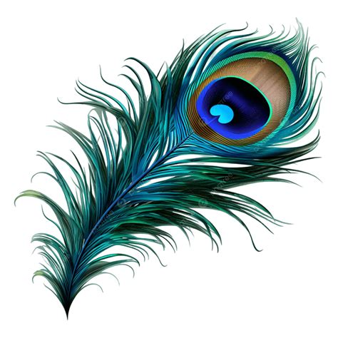 Peacock Bird Feather On White Background Peacock Bird Feather On