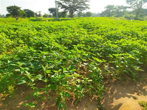 ညောင်ဦးမြို့နယ် ကျေးလက်တောင်သူများစိုက်ပျိုးထားသည့် ဆောင်းနှမ်းများ အပင