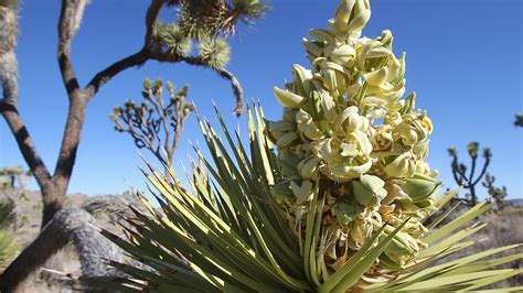 Joshua Tree Bloom Flower Wallpapers Hd Desktop And Mobile Backgrounds