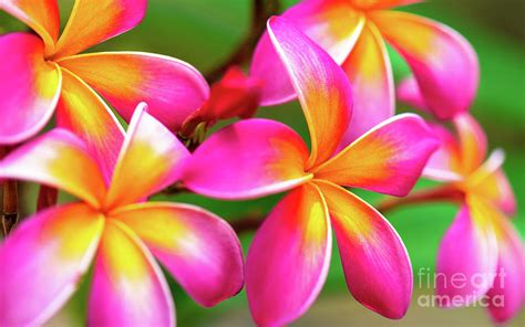 Different Plumeria Colors At Justin Beveridge Blog