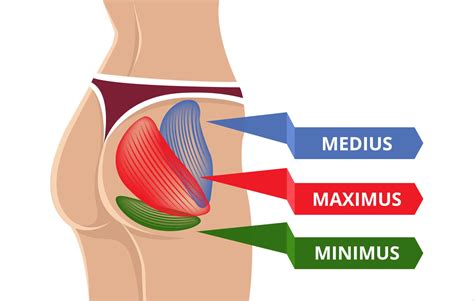 Most Effective Gluteus Maximus Exercises