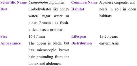 Japanese Carpenter Ant Education Moore Exotics