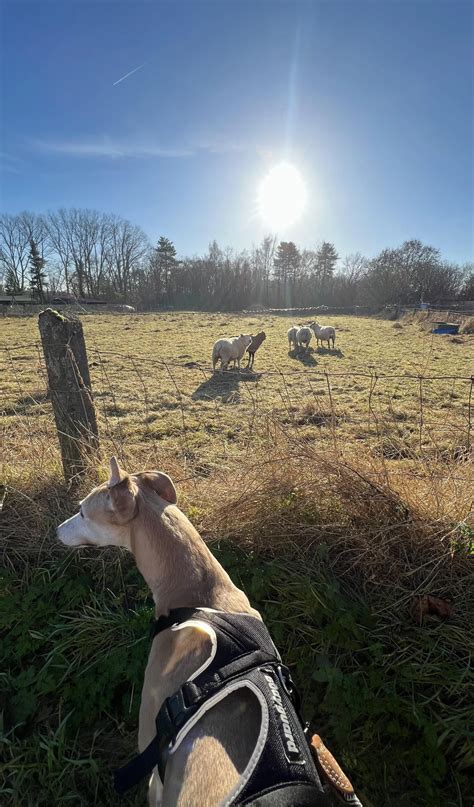 Phoebe Totally Captivated… Scrolller