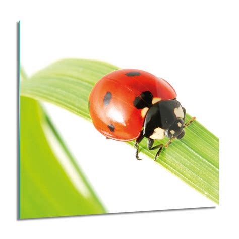 Biedronka Liść Obraz Szklany ścienny 60x60 Grafika • Cena Opinie