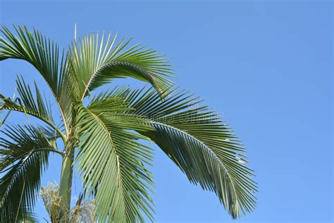 Palma Del Macarthur Foto De Archivo Imagen De Exterior 89674508