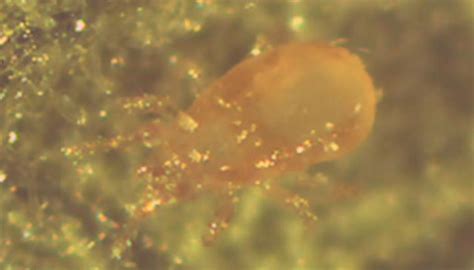 Neoseiulus Cucumeris Predatory Mite Nysipm Biocontrol Fact Sheet