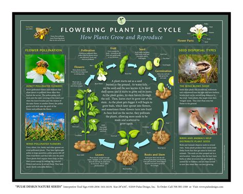 Image Result For Pollination Diagram Pollination Plant