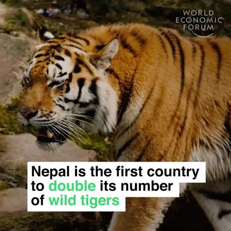 Richard Shibi On Linkedin 3 Species Of Tigers Are Already Extinct