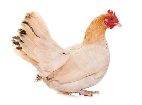 10 Fotos Bilder Und Lizenzfreie Bilder Zu Chabo Fotos Istock