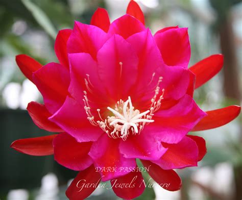 Dark Passion Garden Jewels Nursery San Diego Epiphyllums Garden