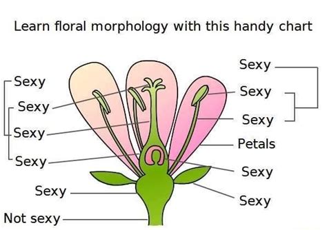 Learn Floral Morphology With This Handy Chart Sexy Sexy Sexy Sexy Sexy