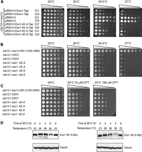 Exo1 Phosphorylation Mutant Alleles Exhibit Different Responses To