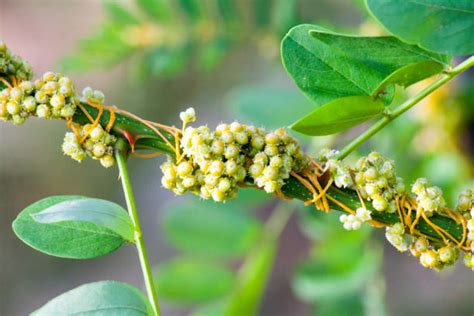 Cuscute Deurope Banque Dimages Et Photos Libres De Droit Istock