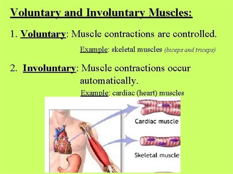Musculoskeletal System Musculoskeletal System Refers To The Muscles