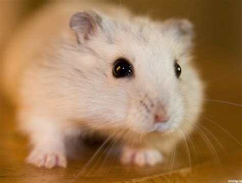 Cute Hamster Wallpaper Wallpapersafari