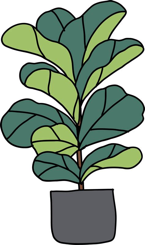 Freehand Sketch Drawing Of Fiddle Leaf Fig Tree 12004246 Png