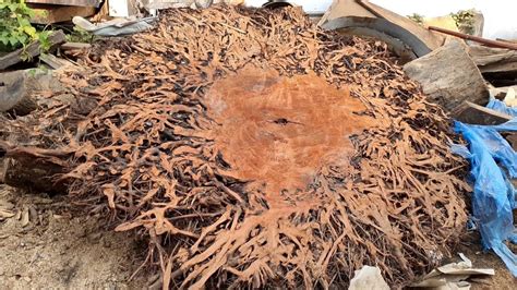 Tree Root Decoration Tree Root Stand Decoration Living Room Decoration Decorative Tree Root Etsy