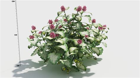 Lamium 3d Model Cgtrader