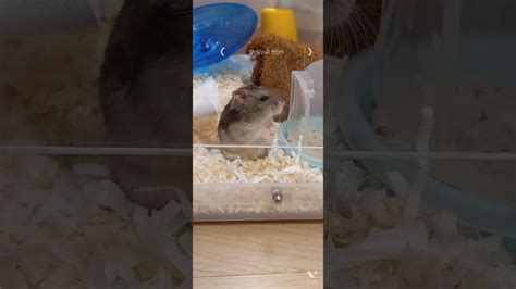 문 안열어줘서 삐진 햄스터 치비타 Youtube