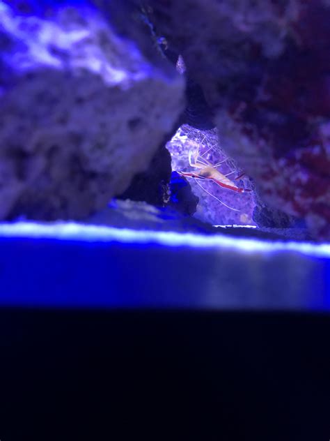 Boop Raquariums
