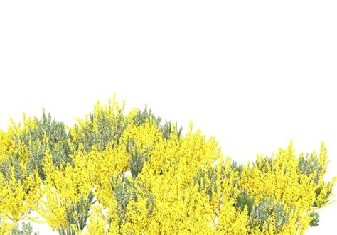 Yellow Grass Pngs For Free Download