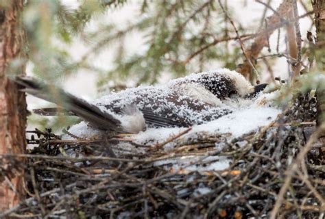 Spoiler Alert Can Gray Jays Survive Warmer Weather Living Bird All About Birds