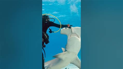 The Best Dance Done Diving With Hammerhead Sharks Shark