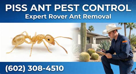 Piss Ants How To Identify And Eliminate Them Bills Pest Control