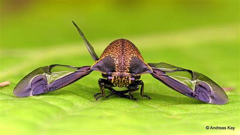 Treehopper Membracidae Ecuador Macro Photos Animals