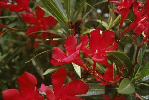 Red Oleander Tree