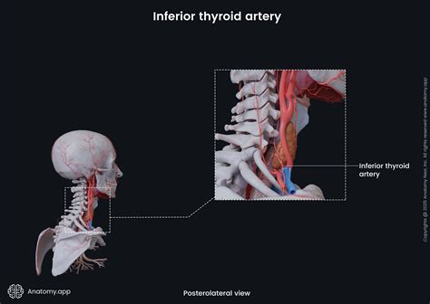 Inferior Thyroid Artery Cadaver
