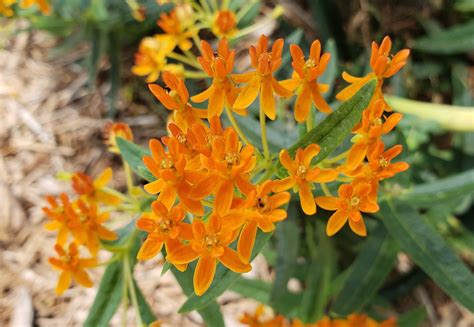 Asclepias Tuberosa Butterfly Weed Eco Blossom Nursery