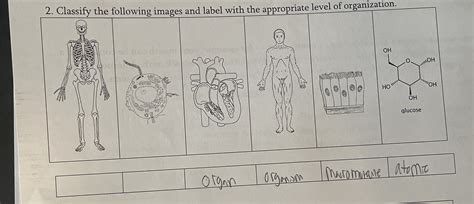 Solved Classify The Following Images And Label With The