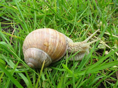 Snail Shell Mollusk Free Photo On Pixabay Pixabay