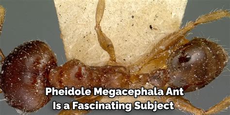 Megacephala Spiritual Meaning Symbolism And Totem 2025