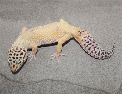 Ghost Leopard Gecko Traits Morphpedia