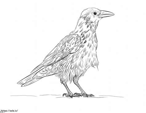 Printable Crow Coloring Page