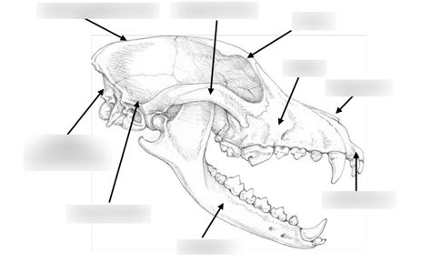 Skull Diagram Diagram Quizlet