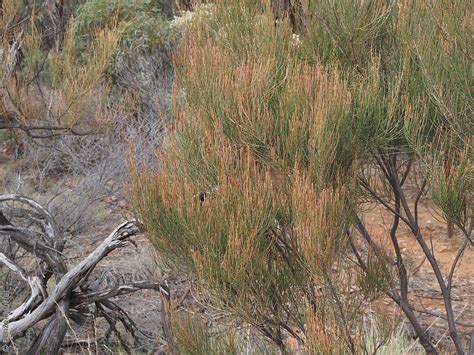 Allocasuarina Muelleriana Ssp Alticola