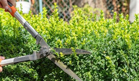 What Is Best For Trimming Hedges Tools And Techniques