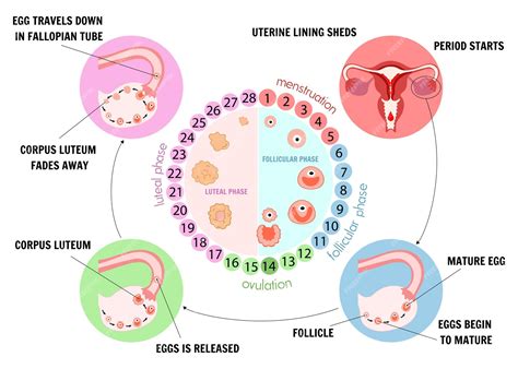 Premium Vector Gynecology Stage Of Menstrual Cycle In Vectro Illustration