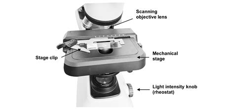 Microscope Lab Anatomy And Physiology I Oer Lab Manual