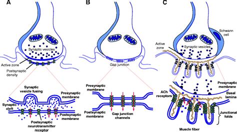 Electrical Synapses Explanation At Daryl Hudson Blog